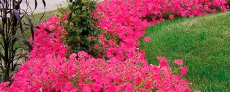 Рассада цветов черенки в Приморье ПК Берегиня 2025 ВКонтакте