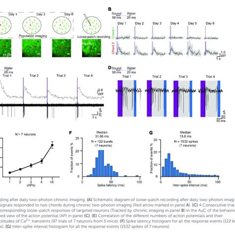 Chronic Subcellular Imaging After Daily Two Photon Population Imaging Download Scientific