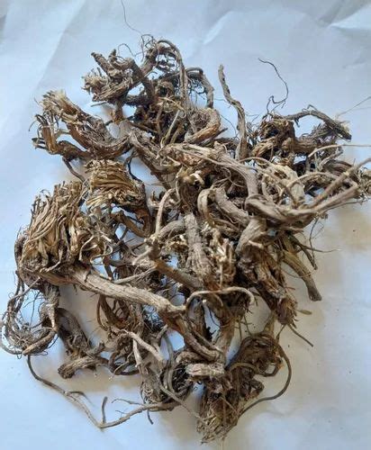 Anacyclus Pyrethrum Brown Dry Akarkara Root Packaging Type Loose At