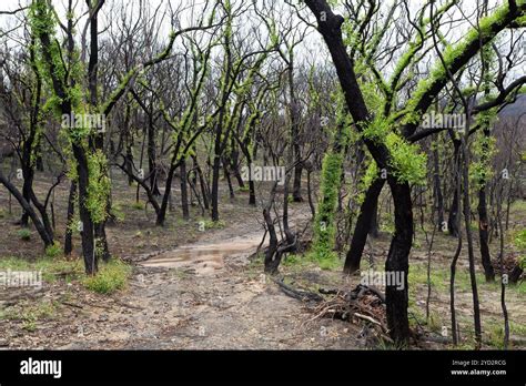 A Track Meanders Through The Fluffy Leaf Trees Regeneration Growth After Summer Bush Fires In