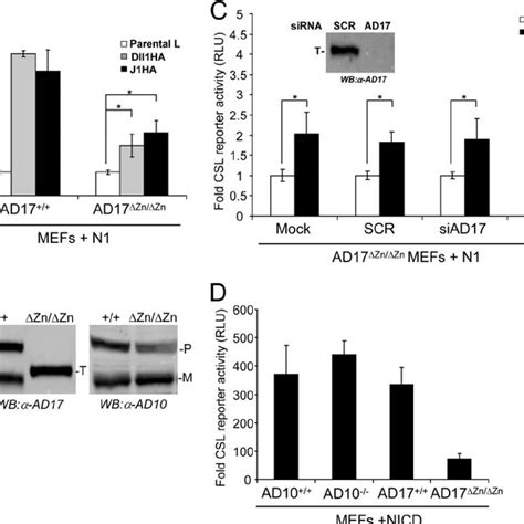 Adam10 Functions Cell Autonomously In Notch Signaling A Adam10 Is Download Scientific