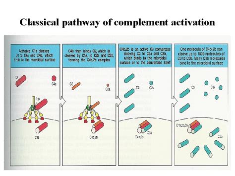 Complement System Department Of Microbiology Complement System A