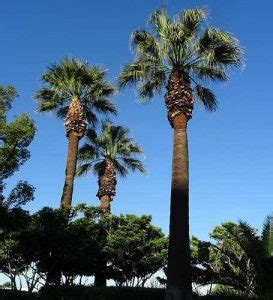 Types Of California Palm Trees With Identification Pictures And Names