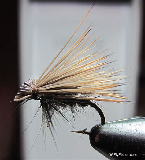 Tiny Winter Black Stoneflies Page 2