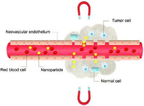 Schematic Representation Of Magnetic Drug Targeting Nanoparticles