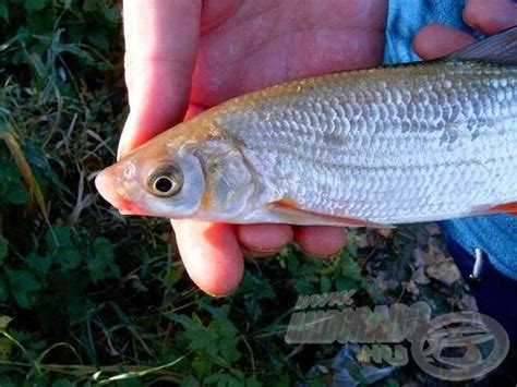 A Paduc Haldorádó Horgász áruház