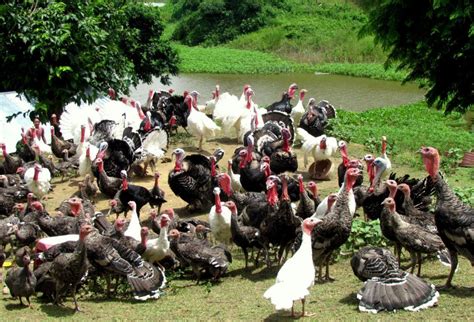 Quail Green Farm Quail Green Farm වටු කුරුළු ෆාම්