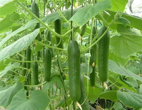 20 Best Mini Cucumber Varieties Small Cucumbers