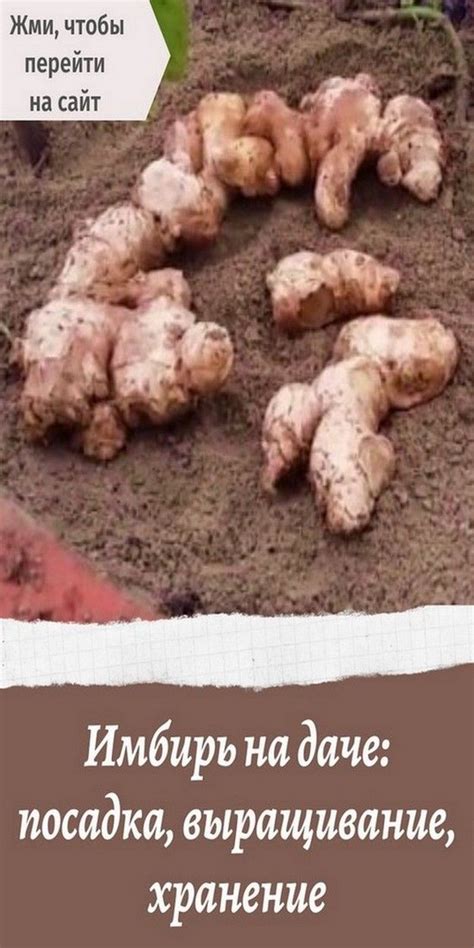 Имбирь на даче посадка выращивание хранение в 2024 г Выращивание