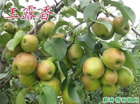 玉露香梨品种特点 耕种帮种植网