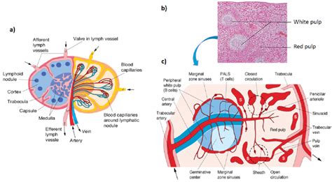 6 Anatomical Structure Of Lymph Node And Spleen A Left Part Displays Download Scientific