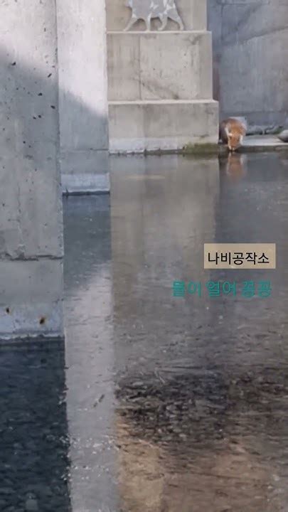 나비공작소 물이 얼어 꽁꽁~길동이는 못마시고 돌아가고 겨울이 추워요 Youtube