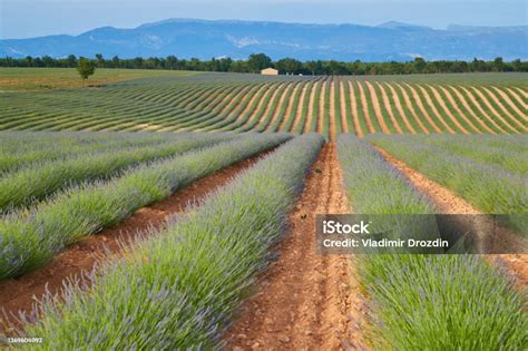 프랑스 발렌솔 코트 다쥐르 알프스프로방스 보라색 꽃 녹색 줄기 향수 베이스 파노라마 관점 나무 산이 배경으로 한 빗질침대 발레솔 코트 다쥐르 알프스프로방스 보라색 꽃 빗질침