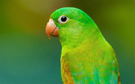 Devopschat Articles Brand New Flutter Apple Store Publishing And