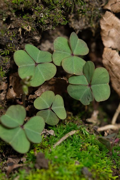 Wood Sorrel Identification Uses And Precautions