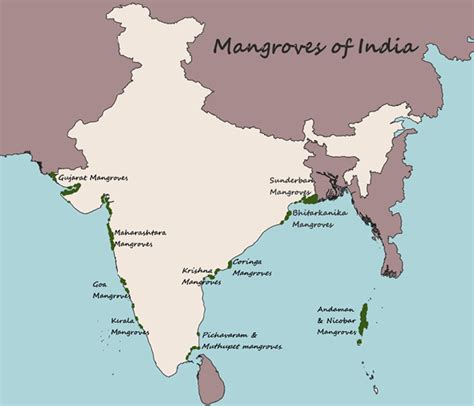 Mangroves In India Know Importance Characteristics Of Vrogue Co