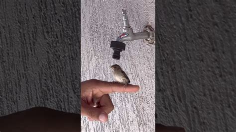 Criar Sempre Vai Ser Preservar Mundo Animal Bh