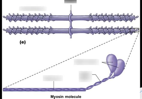 Thick Filament T2 Diagram Quizlet