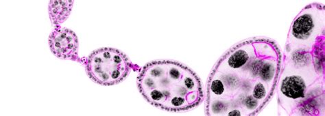 Research Teams Igred