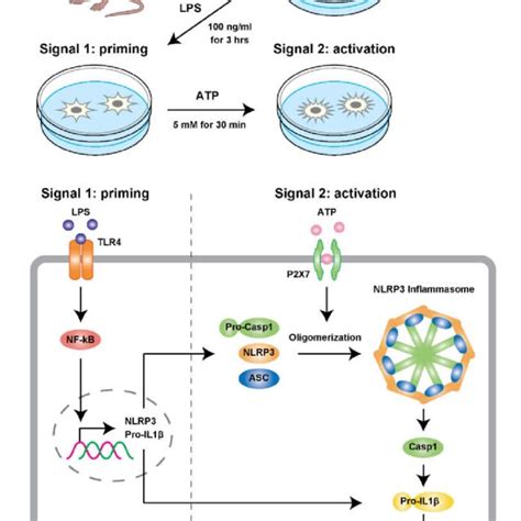 An Experimental Model Of Nlrp3 Inflammasome Activation Using Primary