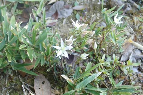 姫路手柄山植物園で牧野富太郎ゆかりの植物展 スエコザサなどを展示 姫路経済新聞