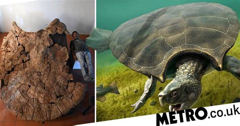 Fossilised Shell Of Turtle The Size Of A Car Found In South America Metro News