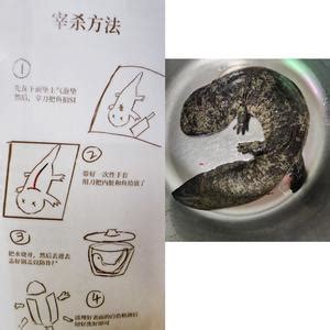 【上汤大鲵 娃娃鱼的做法步骤图，怎么做好吃】开到荼靡ckm 下厨房