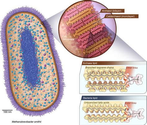 Methanobrevibacter Smithii Cell Wall And Cell Membrane Determine Download Scientific Diagram