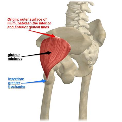 Gluteus Minimus Muscles Anatomy And Function El Paso S Personal