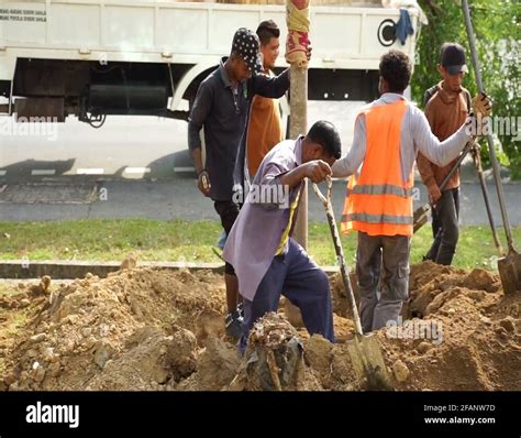 Planting Project Stock Videos Footage HD And K Video Clips Alamy