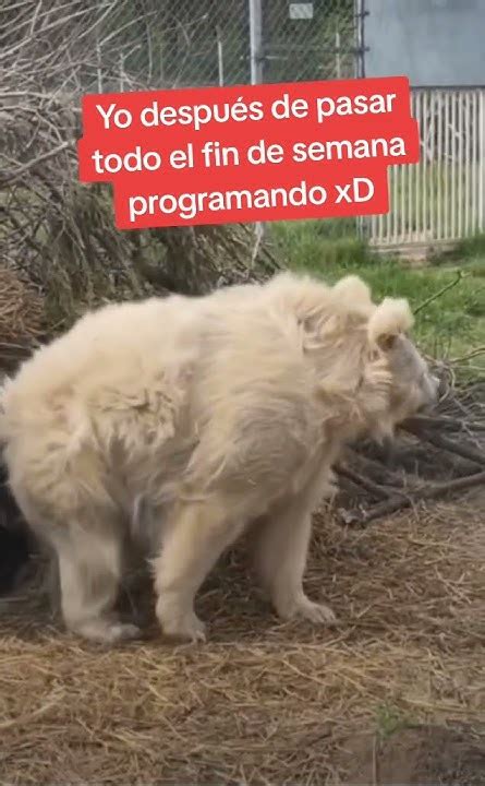 Yo Despues De Pasar Todo El Fin De Semana Programando