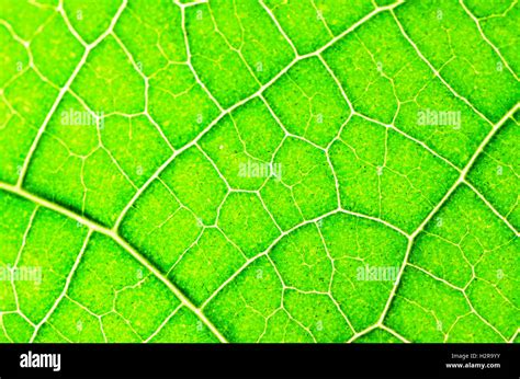 Abstract Green Leaf Background Hi Res Stock Photography And Images Alamy