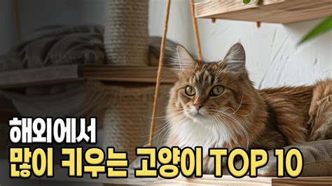 전 세계적으로 인기 있는 고양이 품종 인기 고양이 품종 10가지와 특징