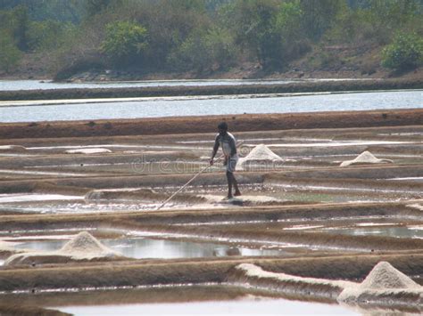Salt Salt Extraction Food Industry India Editorial Image Image Of