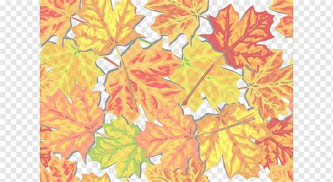 가 잎 색깔 전분 잎 단풍 나무 잎 주황색 Png Pngwing