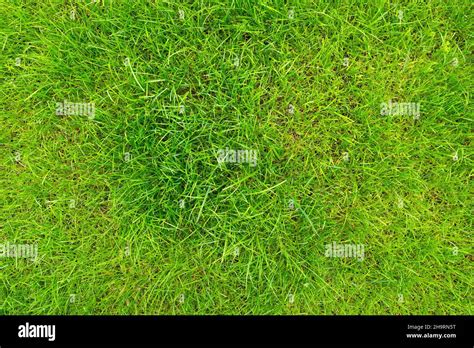 Green Grass Backstage Texture Thick Green Grass A View From Above An Abstract Background