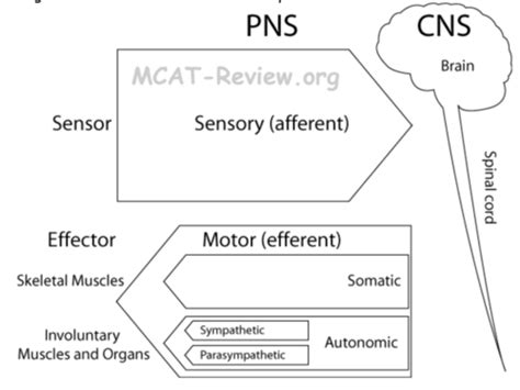 nervous system structure and function terms flashcards quizlet