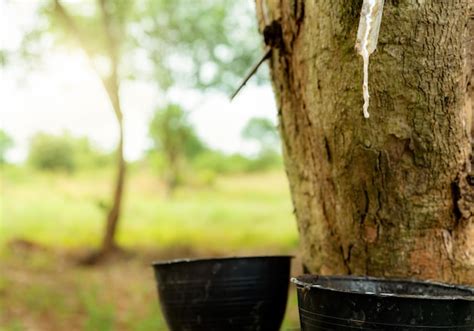 Premium Photo Rubber Tapping In Rubber Tree Garden Natural Latex Extracted From Para Rubber