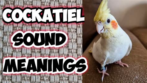 Cockatiel Sounds Youtube