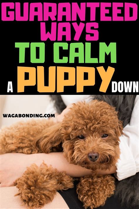How To Calm A Puppy Down Effective Tips To Raise A Calm Puppy Dog