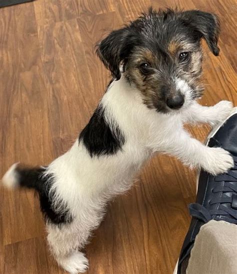 Miniature Jack Russell Terrier