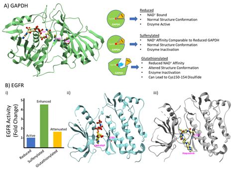 Thiol Redox Modifications At The Molecular Level Two Examples Where