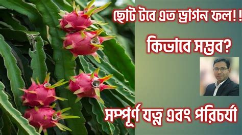 Sad Bagan। Dragon Fruit Farming।। ছাদের অল্প জায়গায় Dragon ফলের অবিশ্বাস্য ফলন। Youtube