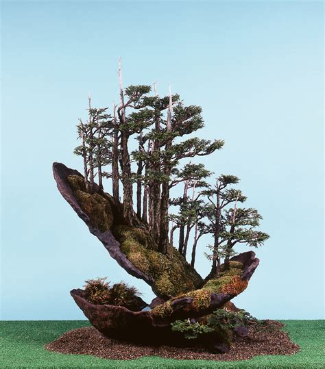 What Does That Rock Look Like Now Bonsai Today