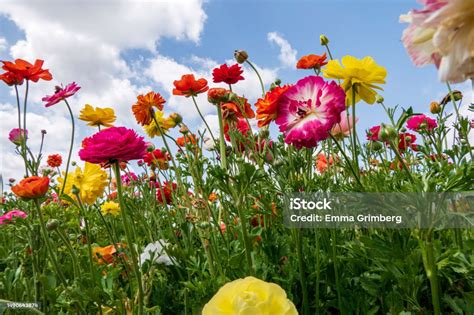 구름이 있는 하늘을 배경으로 여러 가지 빛깔의 정원 미나리가 있는 들판 0명에 대한 스톡 사진 및 기타 이미지 0명 경관 계절 Istock