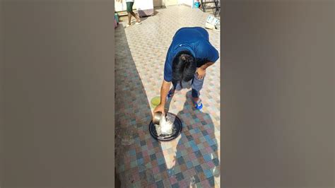 পায়রা দেরকে খাবার দিতে প্রতিদিনের মতন আজকেও চলে এসছি Shortvideo Kabootarandakaisedetihai