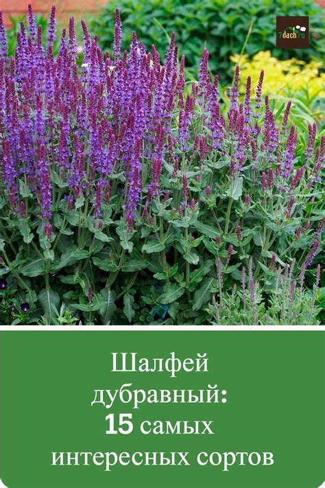 Шалфей дубравный 15 самых интересных сортов Озеленение обочин