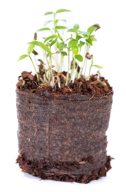 Premium Photo Small Seedling Isolated On White