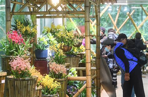 南京晨报3000多株兰花闹新年第二届南京中山植物园兰花展开幕