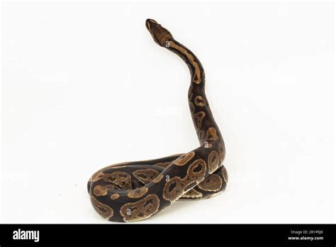 Ball Python Python Regius Snake Isolated On White Background Stock